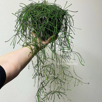 花与花器 断叶球兰 Hoya retusa 耐阴耐热垂吊开花绿植物盆栽好养