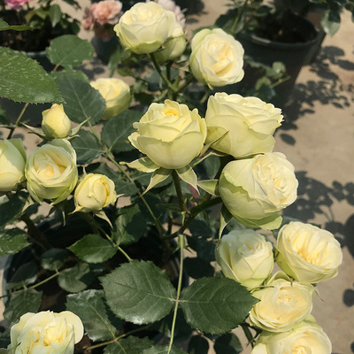 2007年法国meilland无香奶白奶油