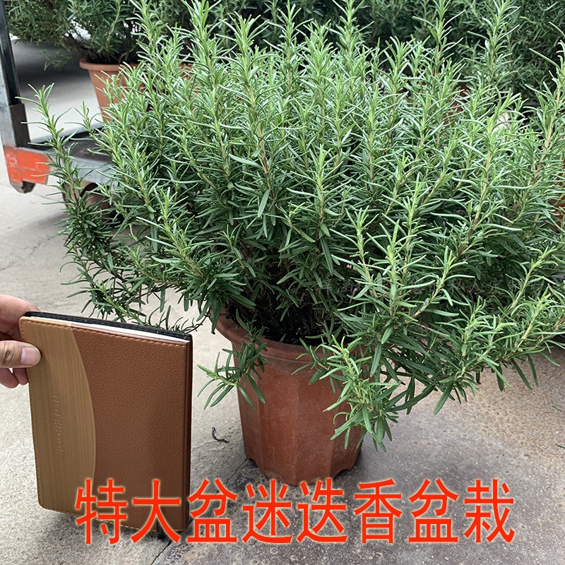 迷迭香植物盆栽绿植可食用香草西餐糕点驱蚊提神醒脑室内净化空气