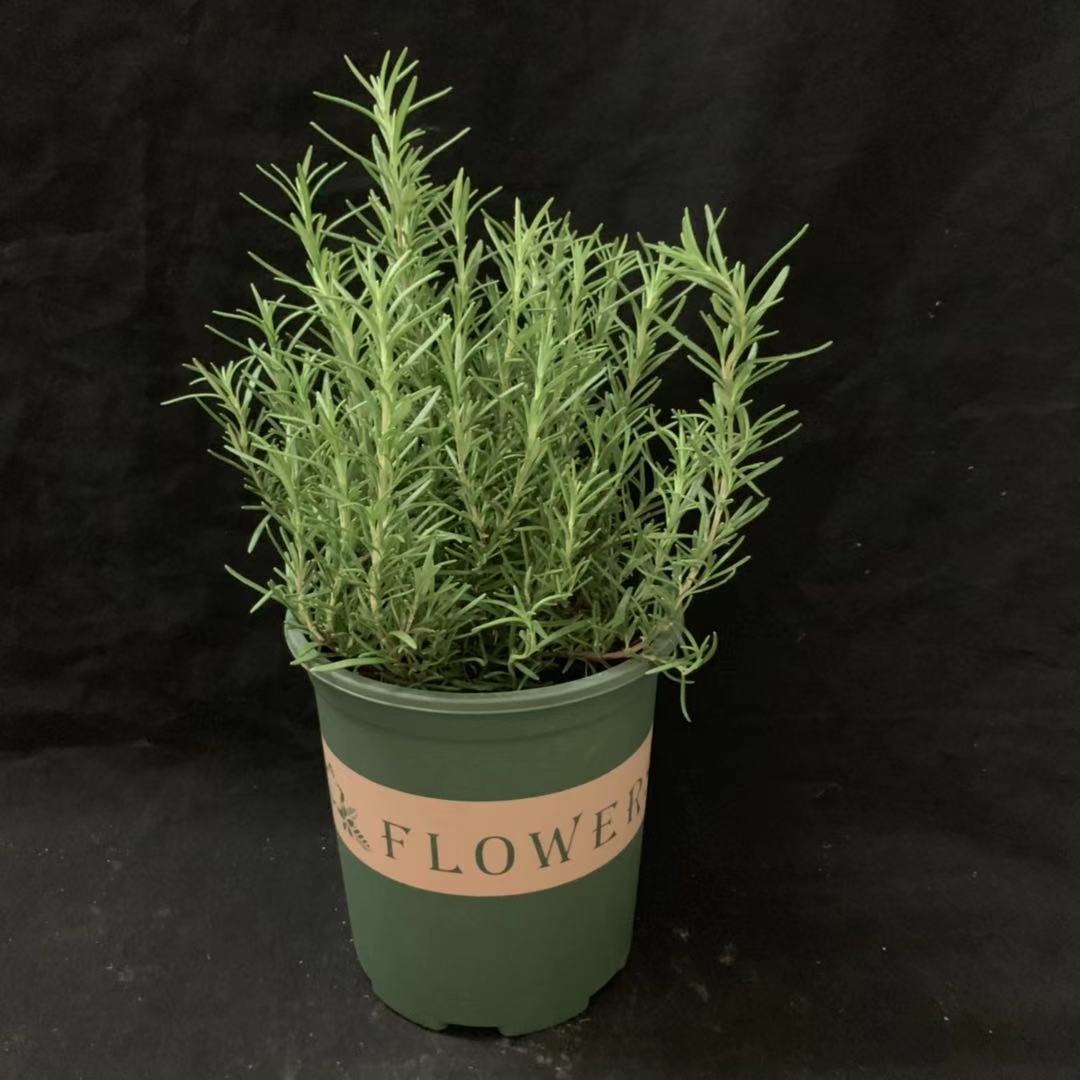 迷迭香薄荷罗勒紫苏盆栽植物新鲜可食用四季鱼香草香花菜提神驱蚊