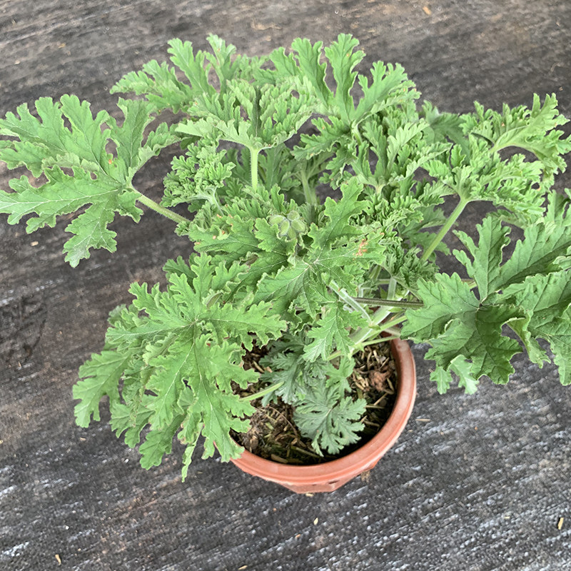 驱蚊草盆栽植物室内防蚊庭院净化空气避蚊好养花卉香叶天竺葵香草