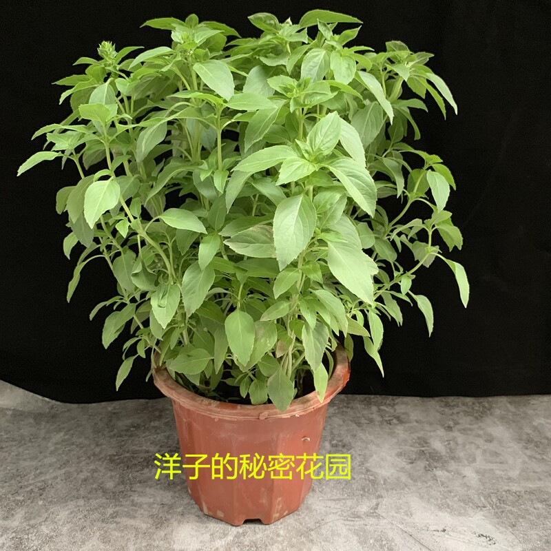 罗勒九层塔金不换盆栽食用香料室外绿植 阳台驱蚊香草植物 简易盆