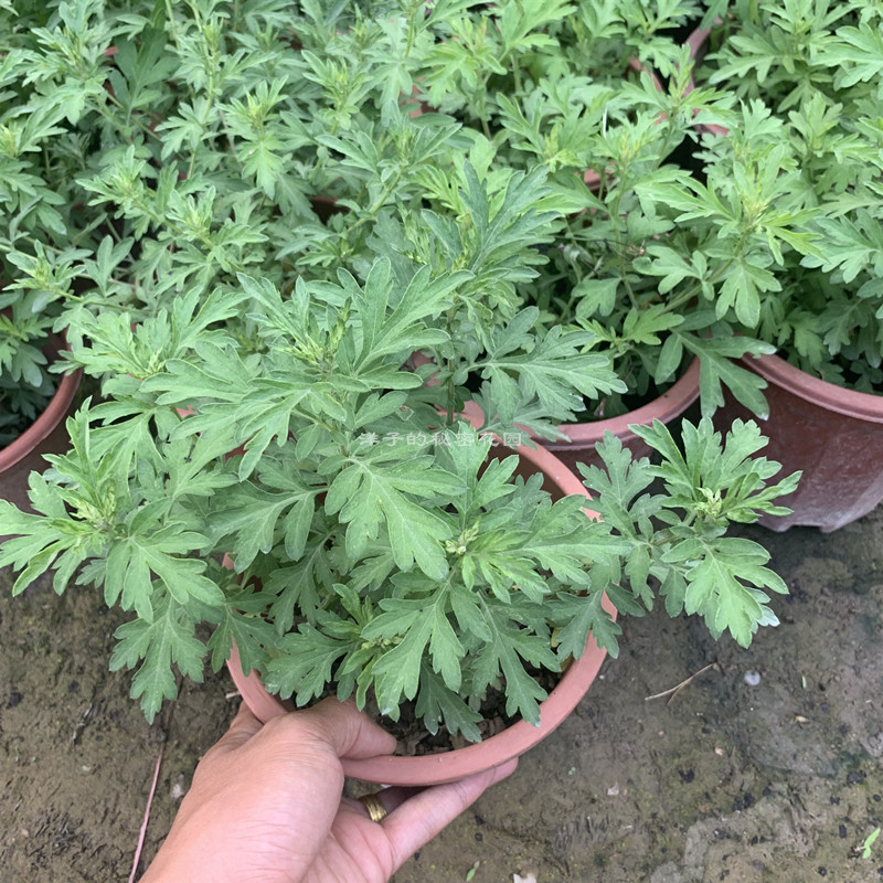 艾草驱蚊新鲜盆栽植物室内阳台种植艾叶苗可食用泡脚驱寒散湿香草
