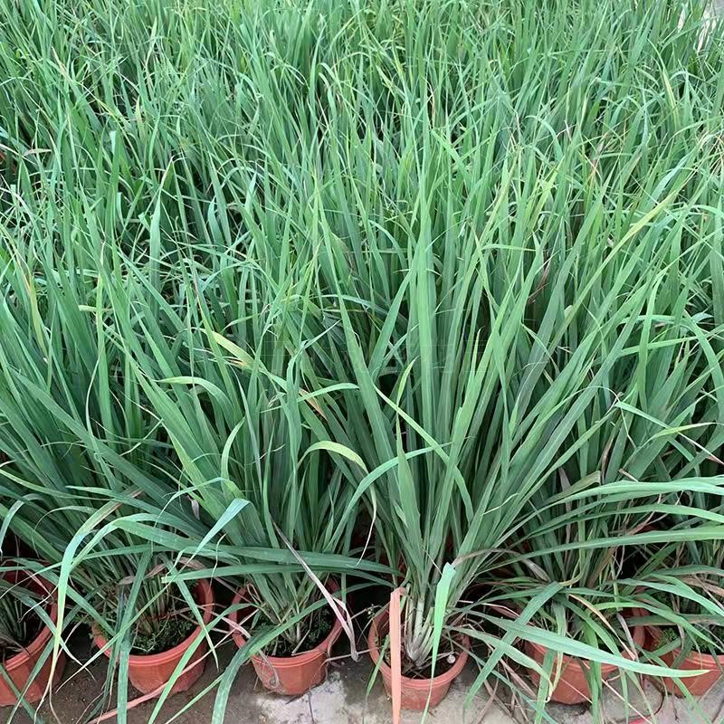 柠檬香茅草盆栽新鲜食用香草植物苗可食用室外花草四季绿植