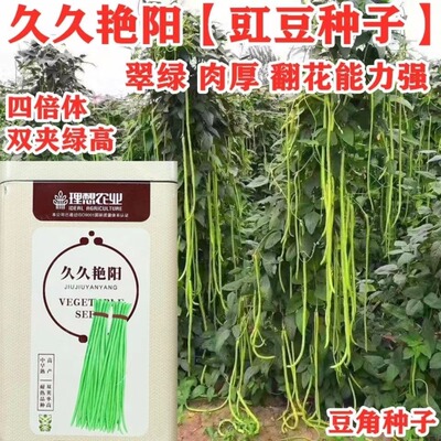 久久艳阳高端豆角种子绿条高产抗病口感好耐老化亩产高基地专用