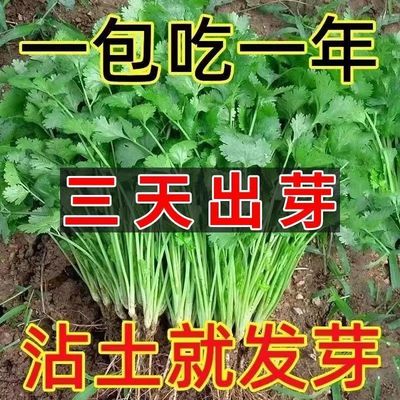 四季大叶香菜速生香菜浓香高产三天生香菜农家种香菜新鲜蔬菜大全
