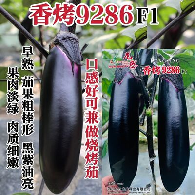 烧烤茄种子香烤9286茄子种子黑紫油亮棒茄种籽果肉淡绿春秋季