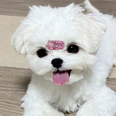 原创手工宠物bb夹爱心满钻碎发夹