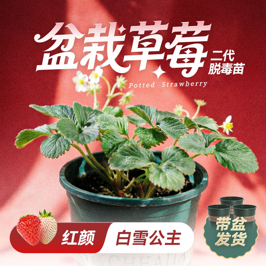 农科院红颜草莓苗白雪公主奶油白草莓丹东99阳台盆栽带盆带土发货
