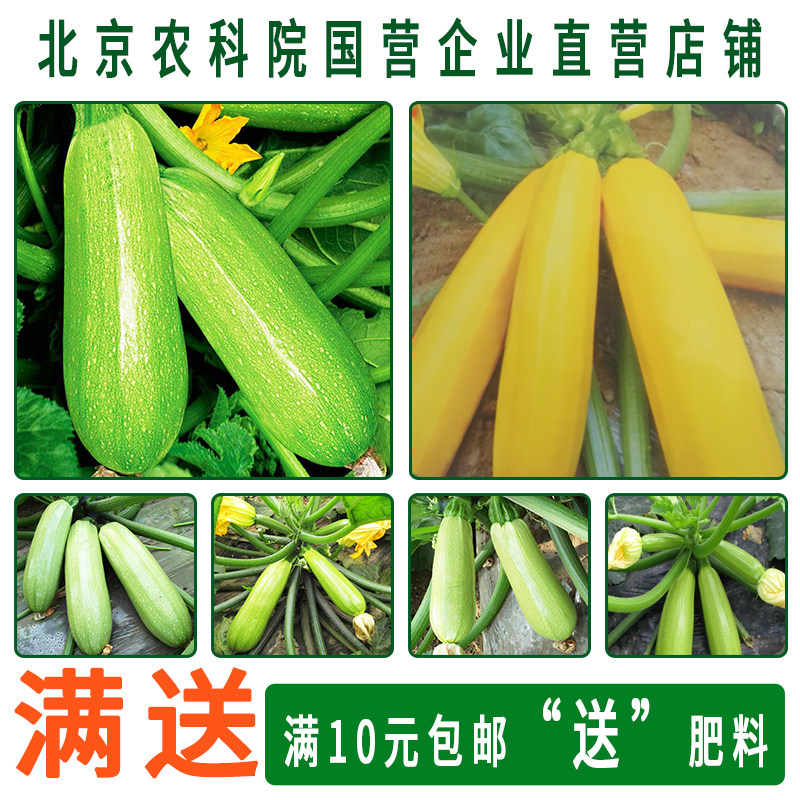 茄瓜和西葫芦是一种吗,西葫芦为什么叫茄瓜,河南的茄瓜是什么(第3页)_大山谷图库