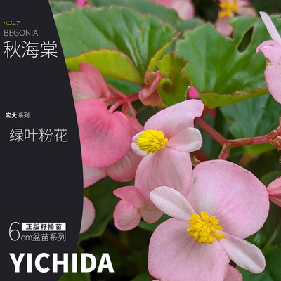 YICHIDA 秋海棠穴盘种苗 多季开花观花植物小苗家庭园艺盆栽幼苗