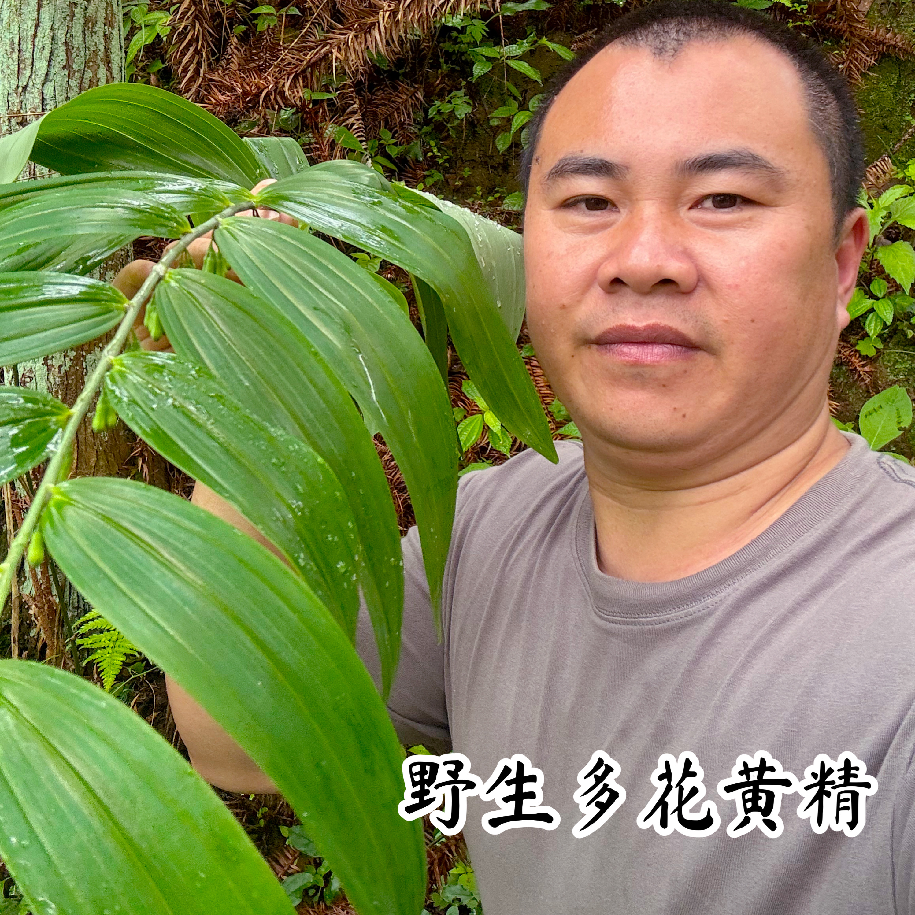 野生黄精温汤镇山货哥自制九蒸九晒滋补营养无添加九制黄精包邮