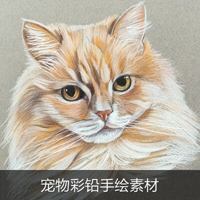 m564猫咪彩铅手绘临摹素材猫咪小狗狗动物彩铅美术绘画图片素材