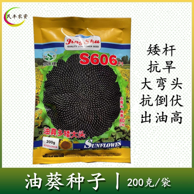油葵种子 油真多S606矮大头向日葵种200g 出油率高 榨油葵花种籽