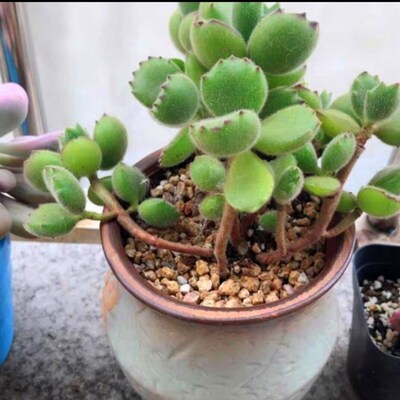 熊童子多肉植物组合花卉大棵熊爪