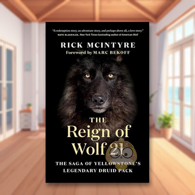 【现货】狼21The Reign of Wolf 21英文社会科学Rick McIntyre精装Greystone books进口原版书771645249书籍图书外版正版
