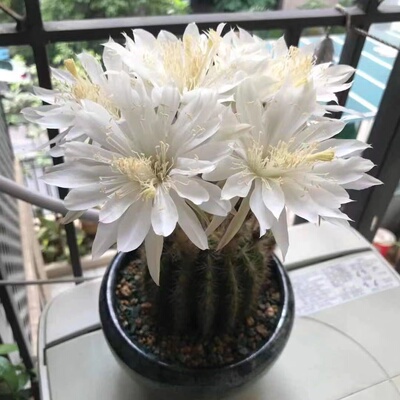 玻璃球金盛丸开花仙人球