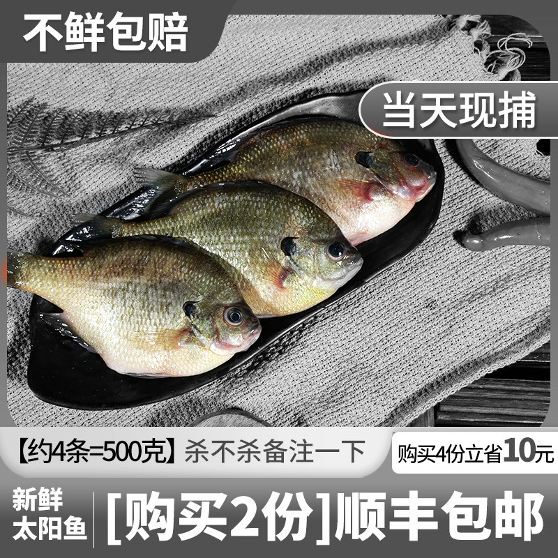 千岛湖淡水太阳鱼每天现捕新鲜活鱼一斤红烧清蒸食用鱼小杂鱼