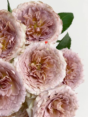 贝利Bailey荷兰超新品月季花苗