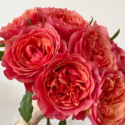 暗黑印象DarkX-pression玫瑰苗