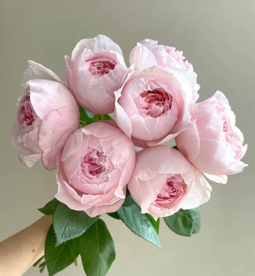 芍药粉peonypink网红玫瑰花苗