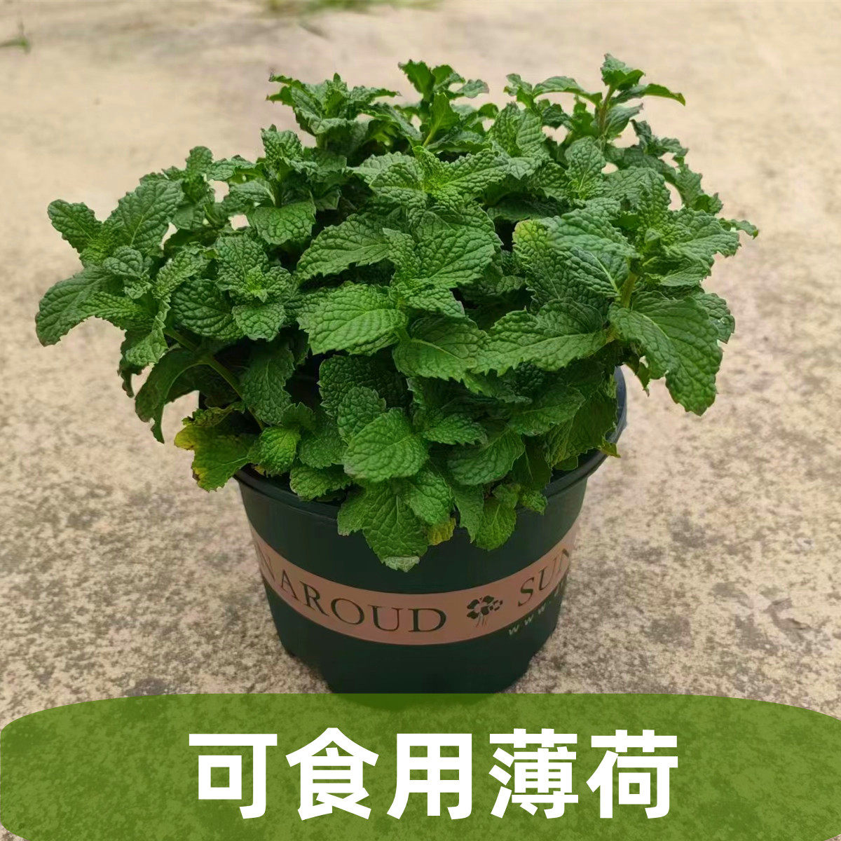 可食用薄荷盆栽迷迭香香草植物室内阳台庭院绿植花卉四季常青好养