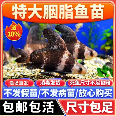 除藻观赏鱼胭脂鱼淡水养殖