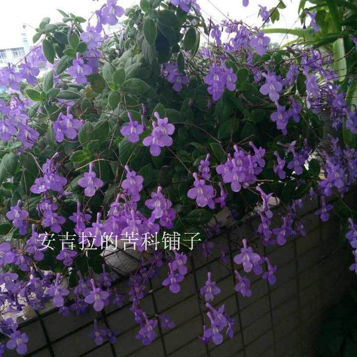 苦苣苔垂吊海豚花喜阴植物非常好看