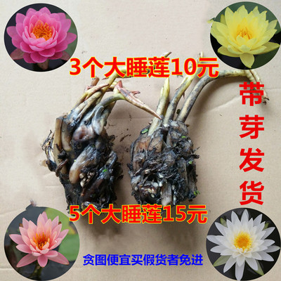 带芽睡莲水培植物根茎