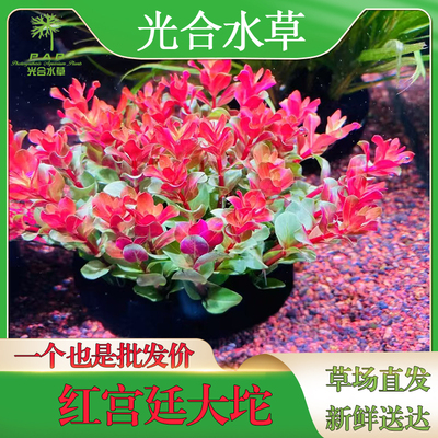 坨草水草懒人水草有茎类后景草