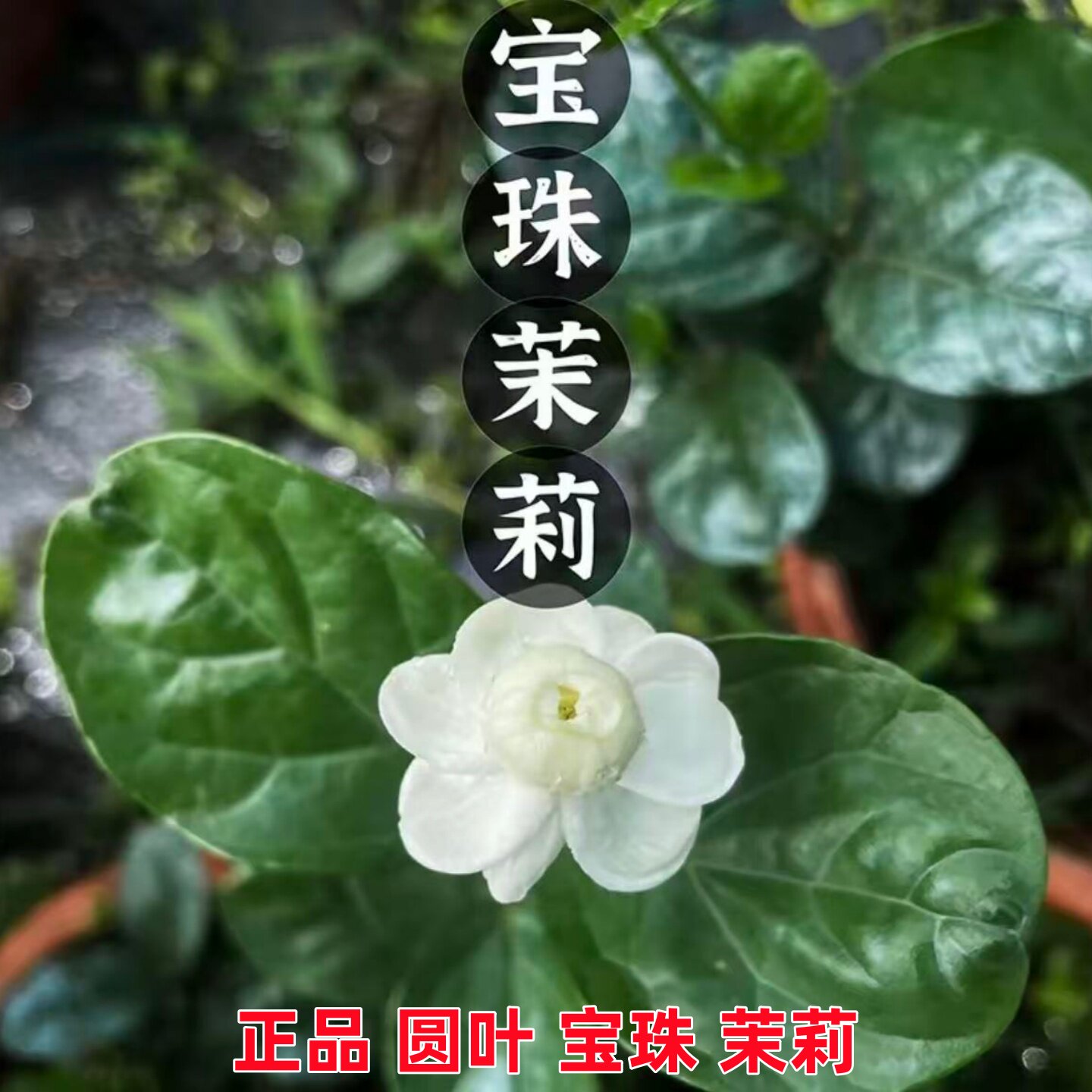 宝珠茉莉花盆栽重瓣大花独杆圆叶老桩室内花卉绿植懒人适合养的花