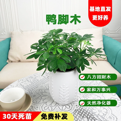 好养发财树吸水盆盆栽四季常青