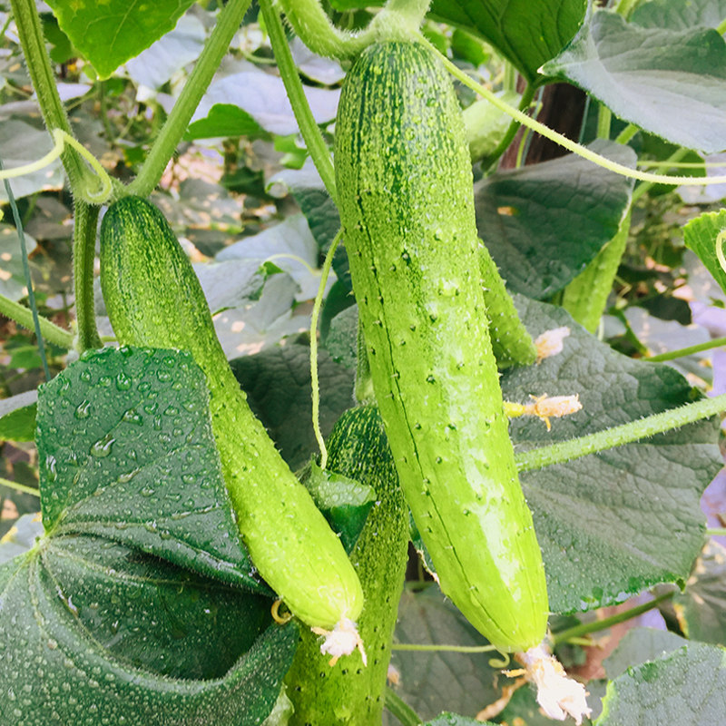 东北旱黄瓜生吃小黄瓜农家旱黄瓜新鲜蔬菜现摘现发水果黄瓜5斤