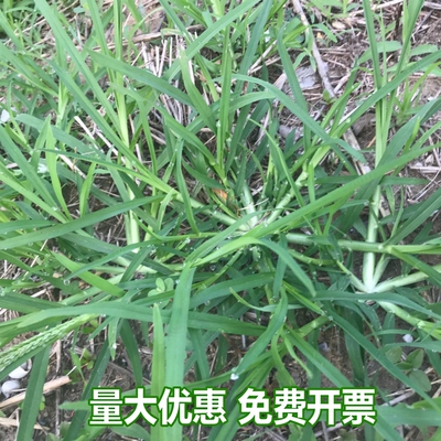 牧草种子 牛筋草 野草 中草药种子  老驴拽护坡绿化混合草籽 杂草