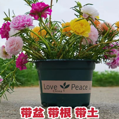 【带绿盆带土】重瓣太阳花苗阳台植开花物带花苞混色室内庭院