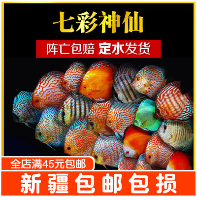 活体招财好养鸽子七彩神仙鱼