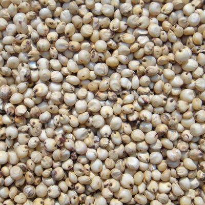 白高粱带壳白高粱500g鸽粮鸽子