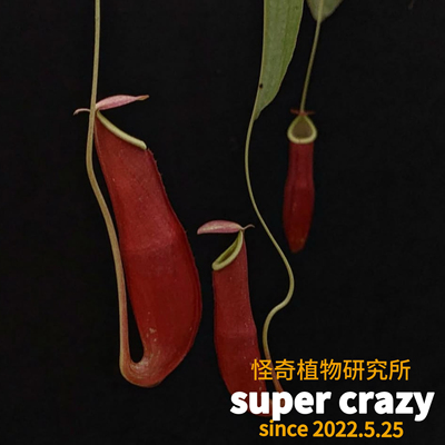 N.mirabilis（red）红奇异猪笼草食虫植物稀有雨林缸造景ins风