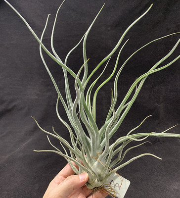 空气凤梨植物河豚室内植物