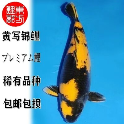 纯种日本锦鲤活体观赏鱼