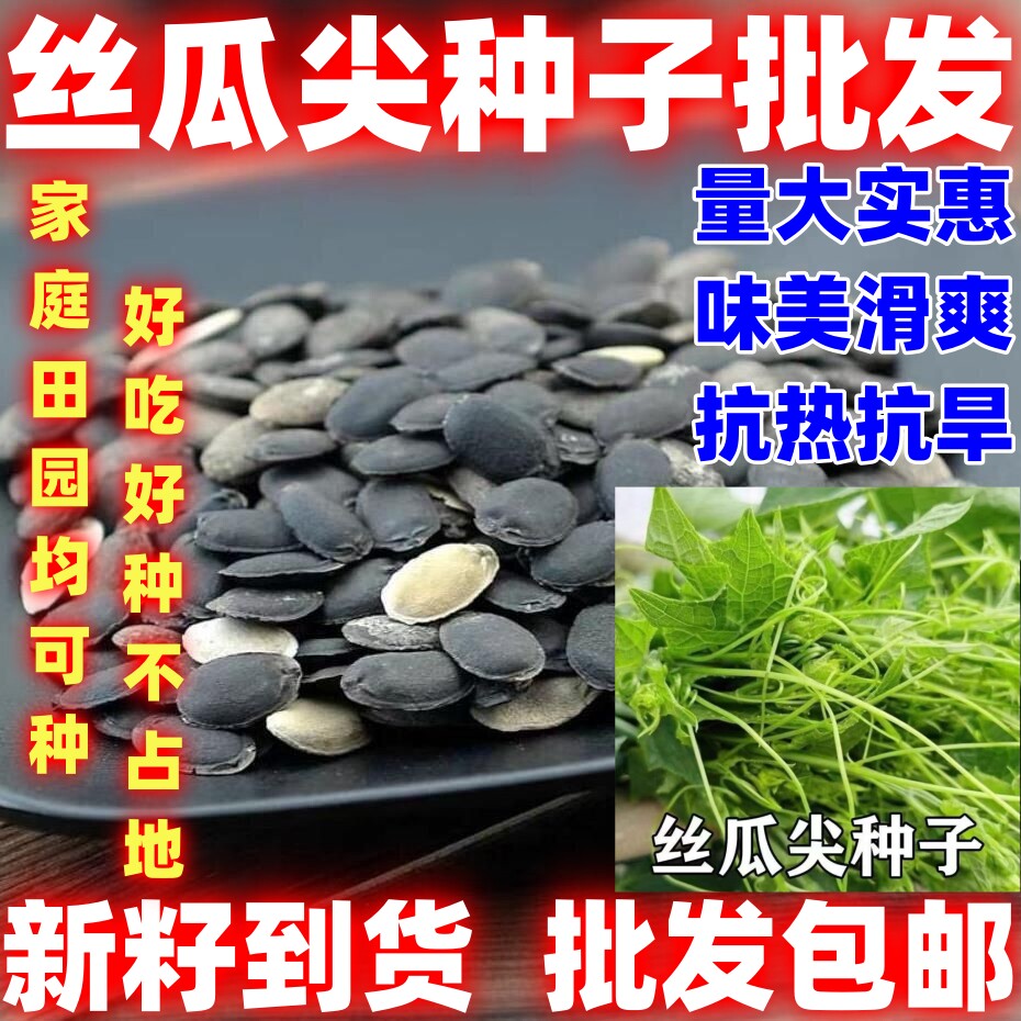 丝瓜藤尖种子庭院种植蔬菜丝瓜尖种子丝瓜尖种籽好吃好种简单易种