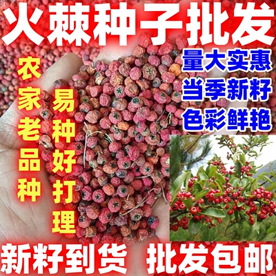 四季火棘种子火棘种籽林木树种沙棘围墙铁篱笆种子红刺木耐旱种子