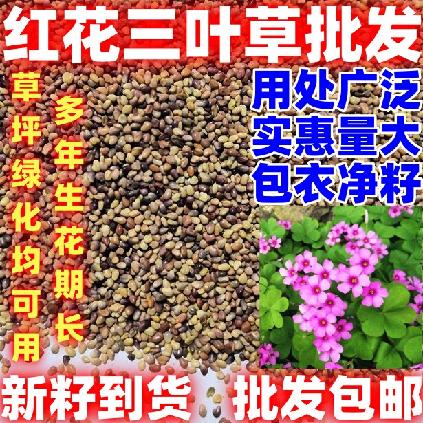 四季好种易活幸运草三叶草红三叶护坡草坪四季青草坪种子牧草种子