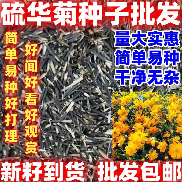 硫化菊种子黄波斯菊花种子黄秋英硫化菊种籽室内好种耐旱耐贫瘠