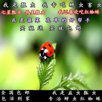 纯七星瓢虫成虫活的发货包活到家爱吃蚜虫小朋友最爱萌宠七星瓢虫
