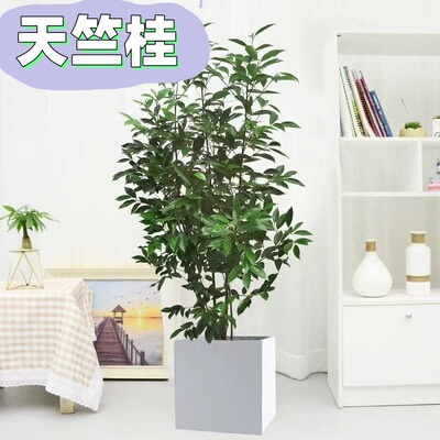 成都直销天竺桂大树绿篱行道树