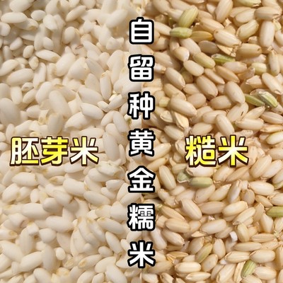 自留种黄金糯米 胚芽米糙米 1斤 2斤 5斤 初级农产品未经深加工