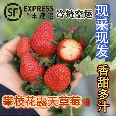 四川攀枝花新鲜香野小草莓顺丰