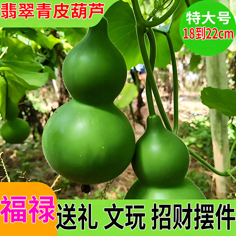 云南新鲜葫芦八宝葫芦青皮文玩招财纳福观赏居家办公摆件真葫芦