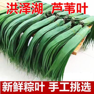 天然芦苇粽叶苏北特产现摘